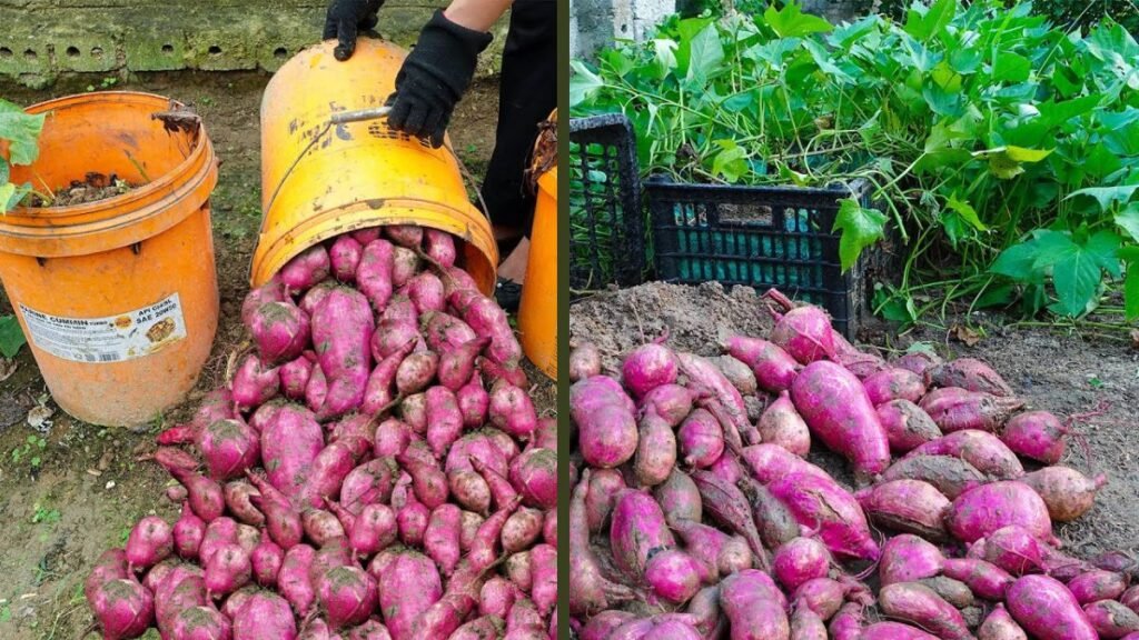 Grow Sweet Potatoes Vertically & Make Traditional Sweet Potato Cakes ...