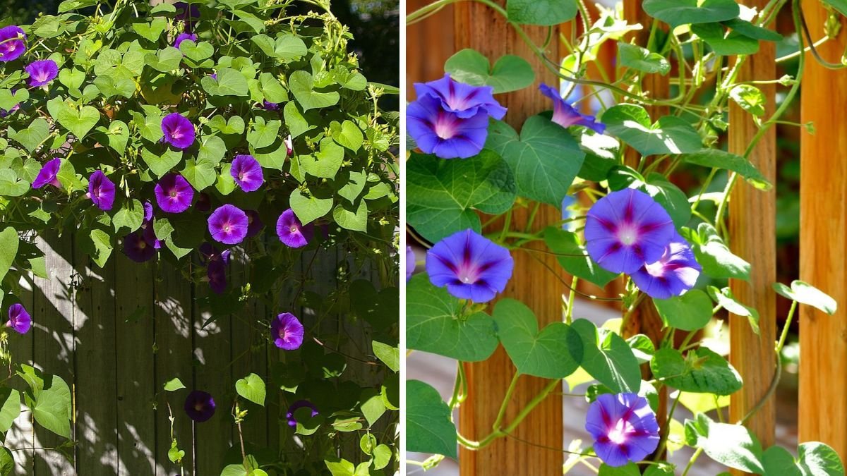 How to Cultivate a Beautiful Color Mix of Morning Glory Varieties in ...